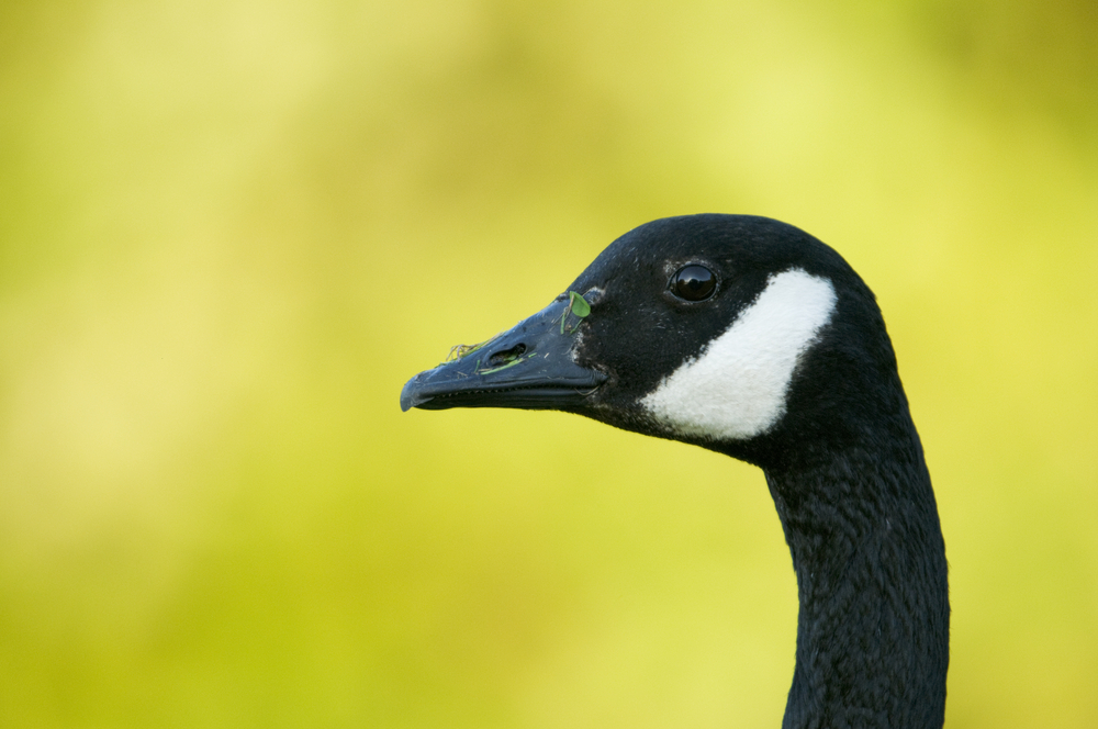 Ohio airport's creativity to ensure birds, planes don't collide