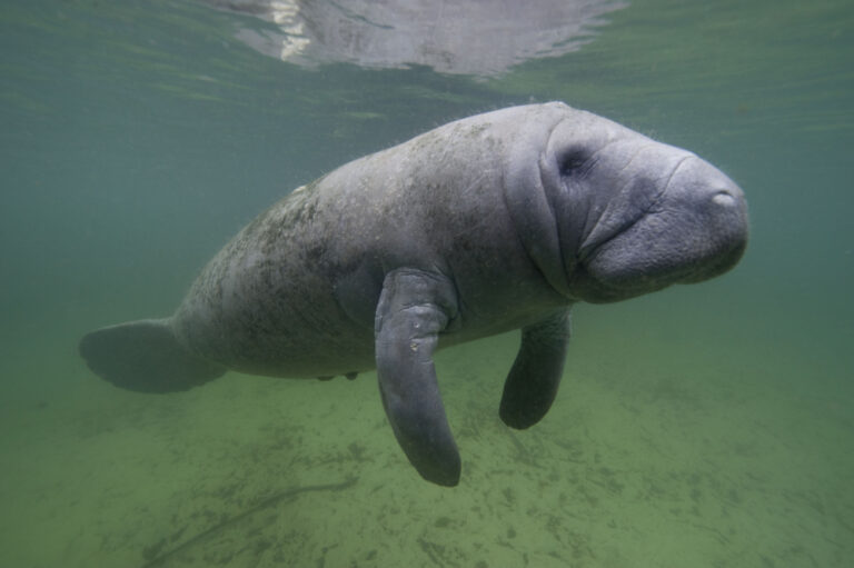 Florida manatee population recovering by heading West - Travelweek