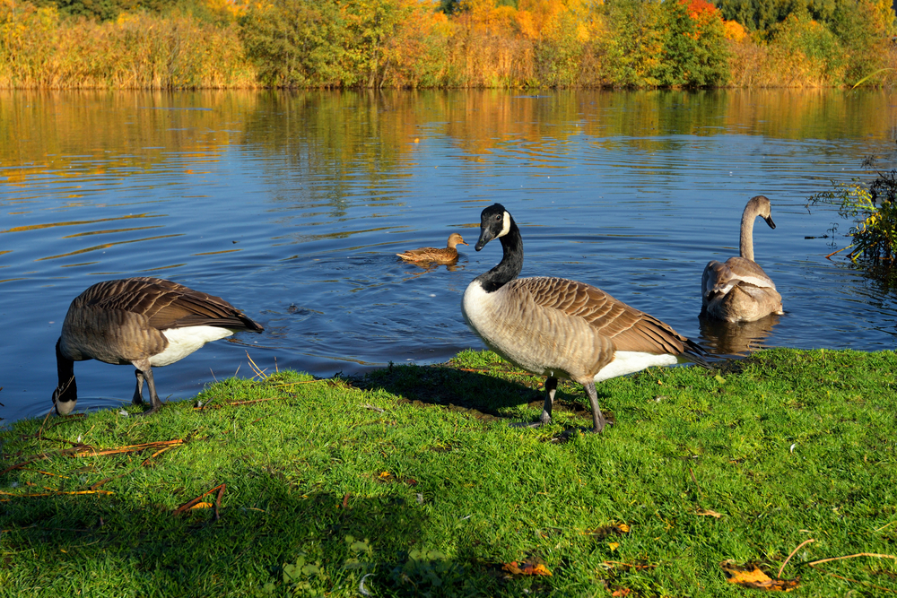 Dogs to chase away Canada geese at Washington? - Travelweek