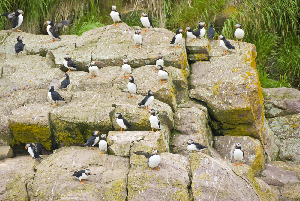 Tour showcase sea caves, wildlife abound on Newfoundland coast - Travelweek