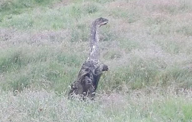 Loch Ness monster’s long-lost relative spotted in Scotland - Travelweek