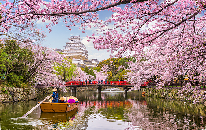 Hope springs eternal: Japan’s cherry blossoms bloom early following ...