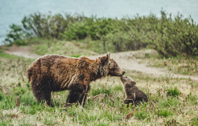 Hug your mom: photo of a mama bear and her cub - Travelweek