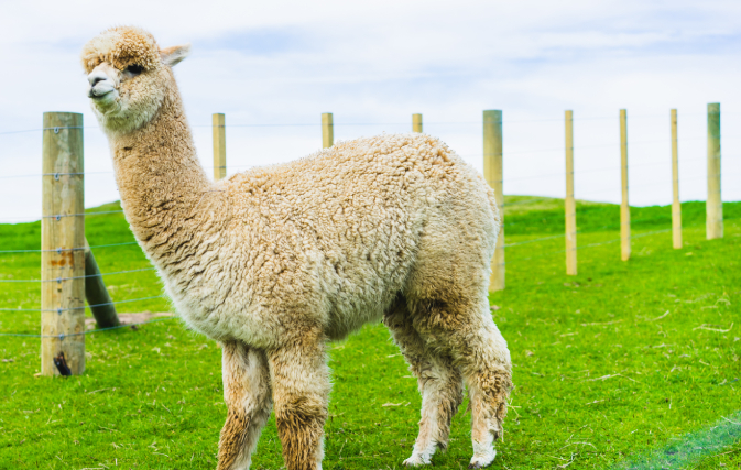 WATCH: Dance off between a woman and an alpaca - Travelweek