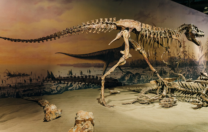 Dinosaur Trips unveils six North American departures for spring, summer ...