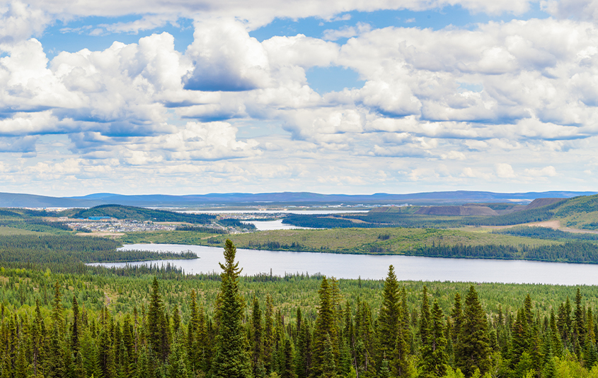 Transat partners with Flash Forest for reforestation in Northern Quebec ...
