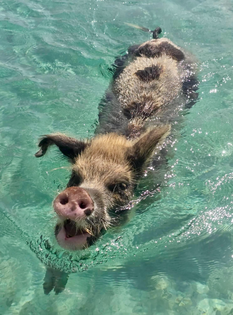 Here’s why The Exumas island chain is a hidden Caribbean gem waiting to ...