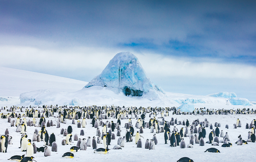The Emperor Penguins of Snow Hill Island, Antarctica - Travelweek